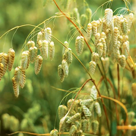 Buy Briza Quaking Grass By Kings Seeds Nz Online Kings Seeds Nz