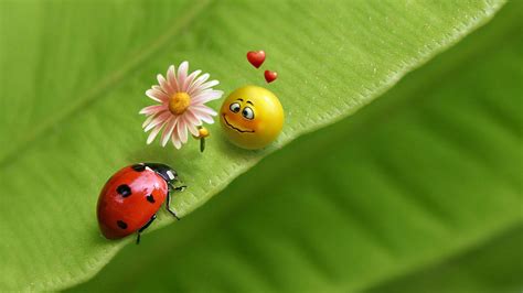 Cute Ladybug Wallpapers Top Free Cute Ladybug Backgrounds