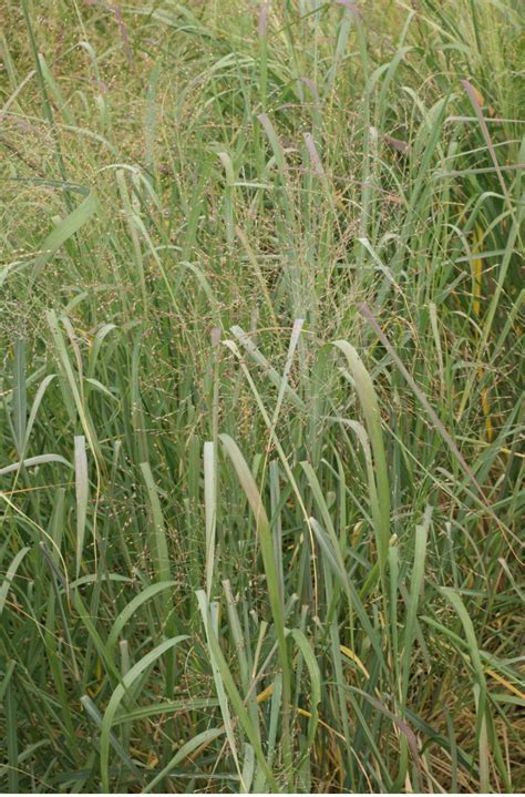 Cave In Rock Switchgrass 5 Pound Bag Northwoods Whitetails Food