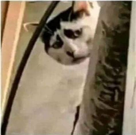 Concern Cat Blank Template Imgflip