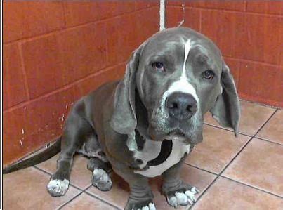 Pitbull Basset Puppies Pitbull Recognized Basset Shop Hound Puppies
