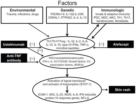 Pathophysiology Of Psoriasis Abbreviations Pdc Plasmacytoid Download Scientific Diagram