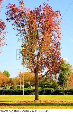 Liquid Amber Tree Image And Photo Free Trial Bigstock