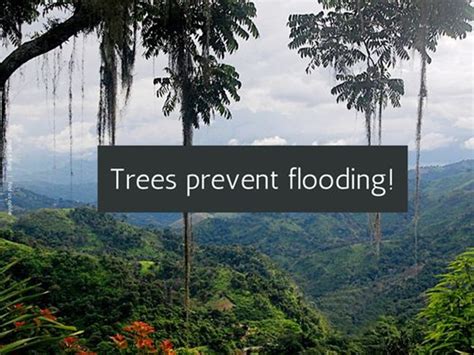 Trees Prevent Flooding To Build A Village