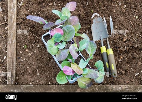 Cabbage Durham Early Brassica Oleracea Spring Cabbage Plants About