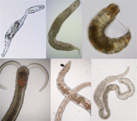 2025 Dtpdphil Project The Meiofauna Frontier Pushing The Limits Of