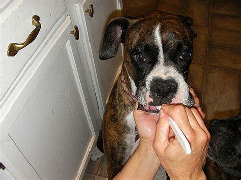 3 Simple Ways To Keep Your Boxers Teeth Clean