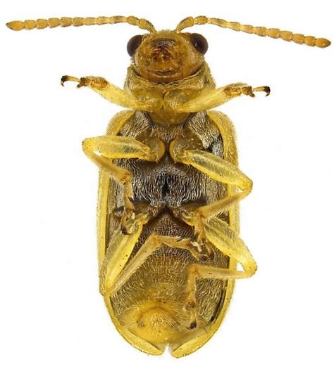 Monoxia Angularis Monoxia Bugguidenet