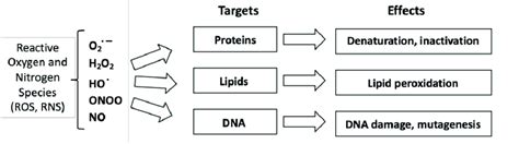 The Consequences Of Reactions Of Reactive Oxygen Species Ros And