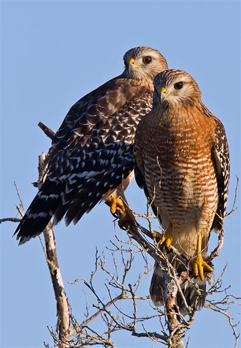 Photography Color Red Shouldered Hawk Pe