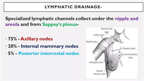 Anatomy Of Breast Brest Anatomy Pdf