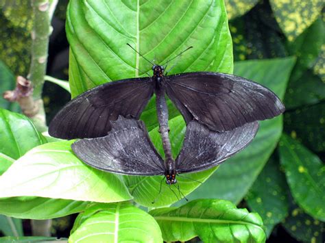 Lullaby Butterfly Sex