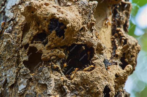 Termite Nest Attached To A Tree Closeup Showing The Busy Activity Of