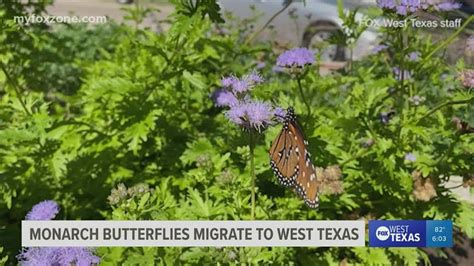 Where To See Monarch Butterfly Migration In Texas At Everett Reynolds Blog