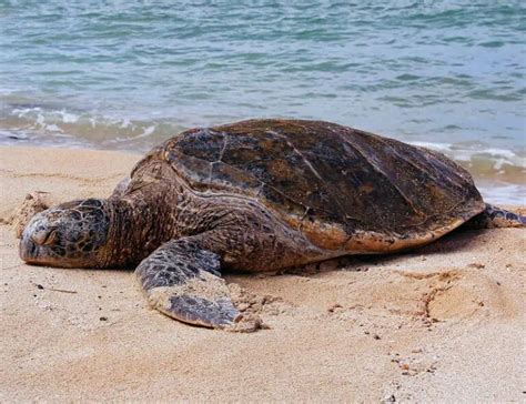 13 Animals That Migrate From Butterflies To Whales