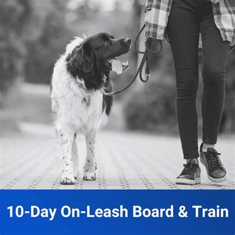 10 Day On Leash Board And Train Off Leash K9 Training Lehigh Valley Pa
