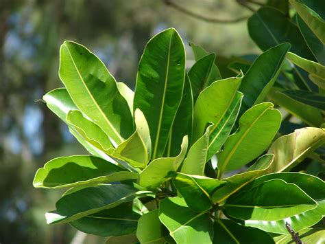 Aloha Donors Landing Maui Behavioral Health Resources