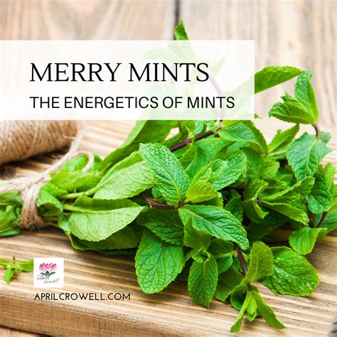 Merry Mints The Energetics Of Mints —