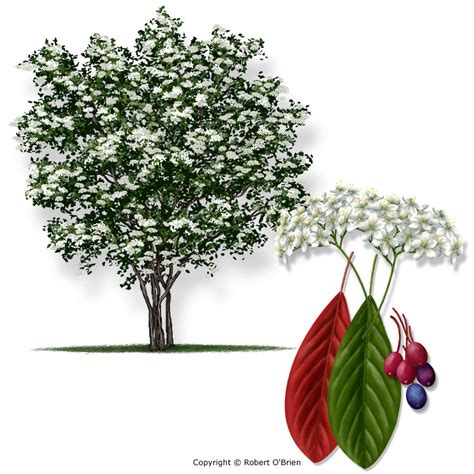 Texas Aandm Forest Service Trees Of Texas List Of Trees