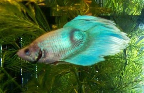 Stubby My Mutant Betta