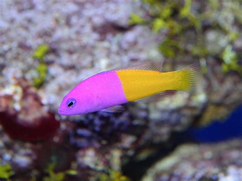 Bicolor Dottyback