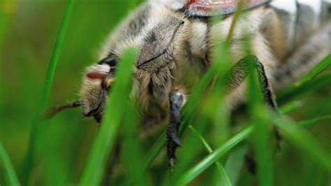 May Bug Beetle Cockchafer Melolontha Vulgaris In Grass Close Up