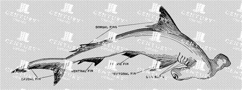 Hammerhead Shark Anatomy Diagram Scientific Engraving With Labeled