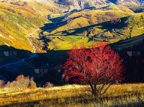 山顶上的一棵小树