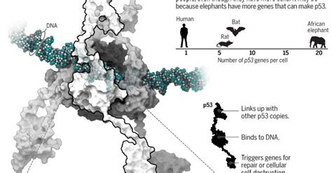 News In Proteomics Research Cool Summary Of P53 Structure Function