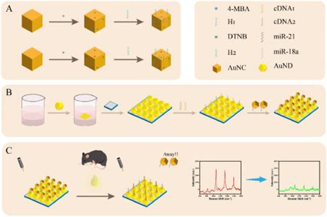 A Synthesis Of Sers Label B Establishment Of Sers Detection