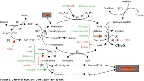 Dont Fall Into The Methyl Trap