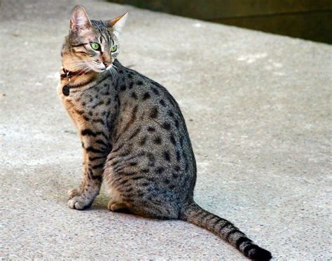 Egyptian Mau Cat Facts Personality And Breed Guide