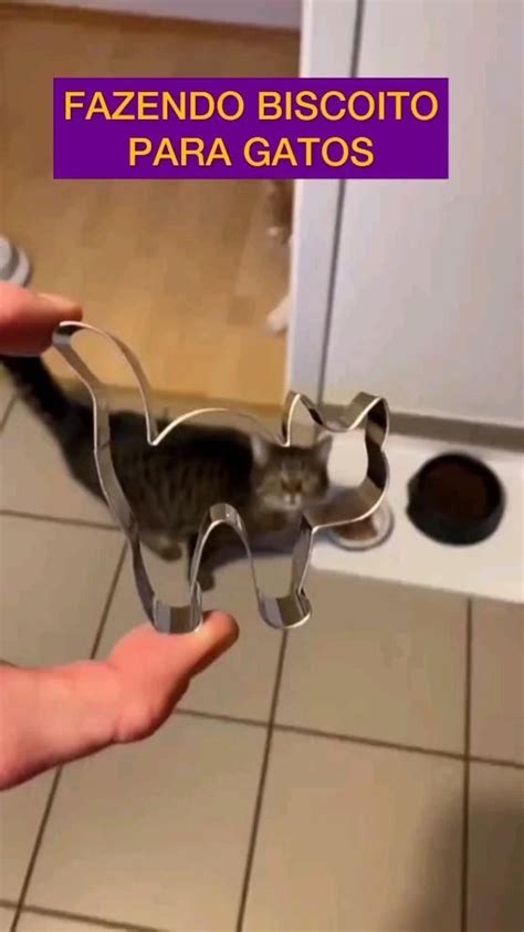 Fazendo Biscoito Para Gatos Biscoito De Natal Brinquedos De Gato Diy Dicas De Animais De