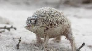 Mighty Roar Of The Desert Rain Frog Worlds Cutest Frog Ever