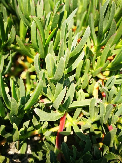 Carpobrotus Edulis Stock Image Image Of Serrated Succulent 99114037