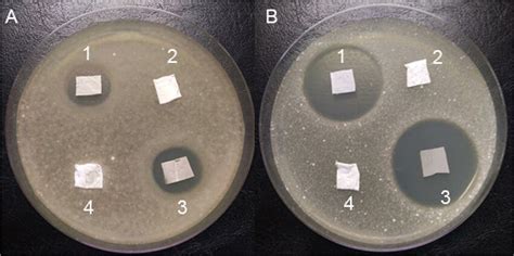 Antifungal Activity Of Poly ε Caprolactone Nanofibers Against Download Scientific Diagram