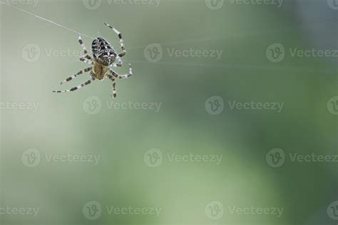 Cross Spider Crawling On A Spider Thread Halloween Fright Blurred