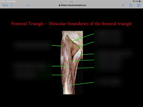 Diagram Of Femoral Triangle Quizlet