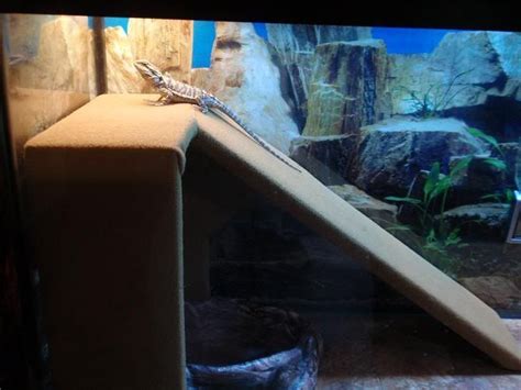 Diy Reptile Ramp Platform Bearded Dragon Ramp Diy Bearded Dragon