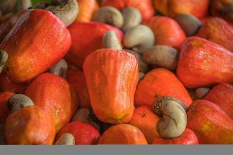 طموحات كمبوديا لتصبح دولة إمبراطورية لكاجو ក្រសួងព័ត៌មាន