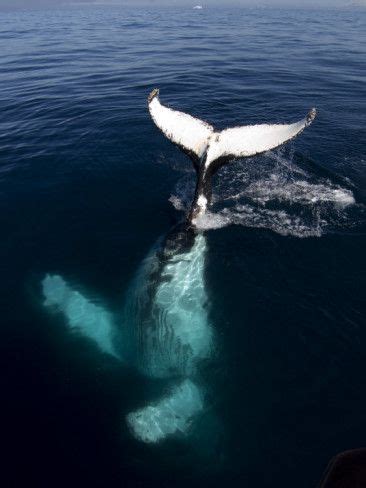 Humpback Whale Plays Alongside Sy Adele In The Gerlache Strait Antarctica J Humpback Whale