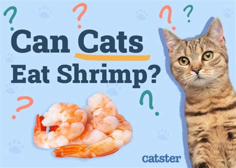 Can Cats Eat Shrimp Vet Reviewed Facts And Faq Catster