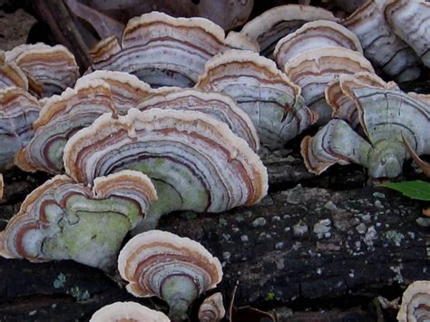Turkey Tail Mushrooms Guide World Mushroom Society