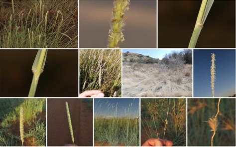 Wool Grass Silwerborseltjiegras Anthephora Pubescens