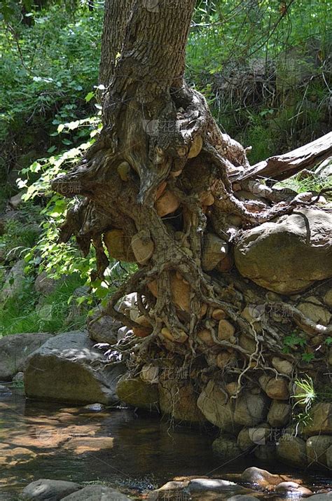 树根素材 花瓣网
