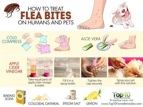 How To Treat Human Flea Bites At Joy Herman Blog
