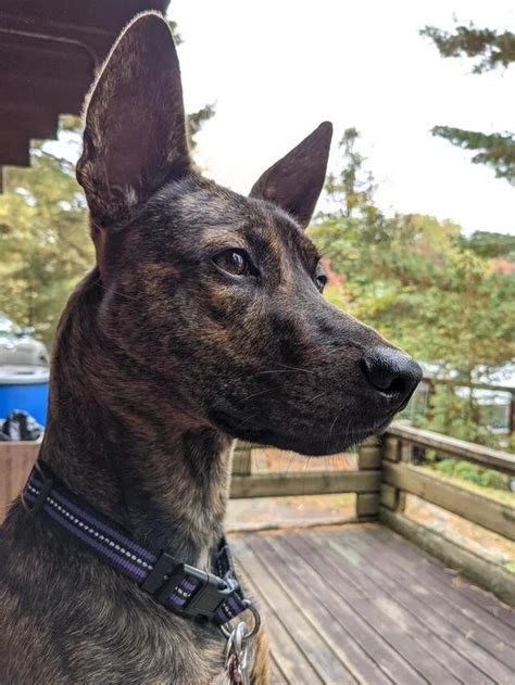 Our Philippines Askal Wtiger Dog Traits Rrarepuppers