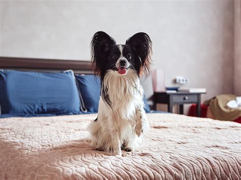 11 Best Companion Dog Breeds Wholl Always Be By Your Side