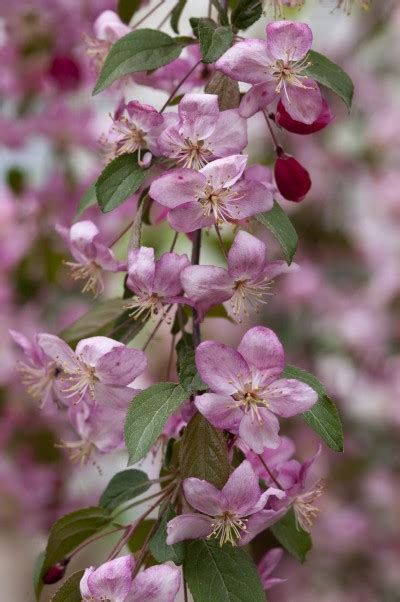 Ruby Tears™ Crabapple Trees Today Nursery