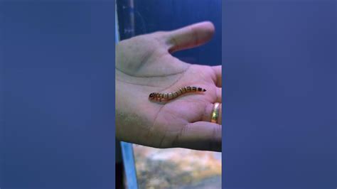 Feeding Superworm Shorts Youtube